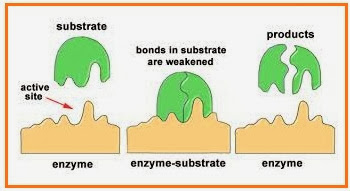 BIOLOGI GONZAGA: BIOKATALISATOR - ENZIM
