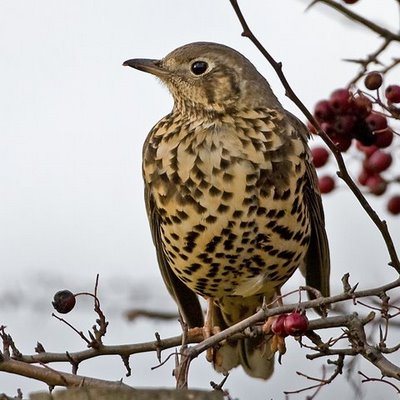 The Aviary: "The Darkling Thrush" by Thomas Hardy
