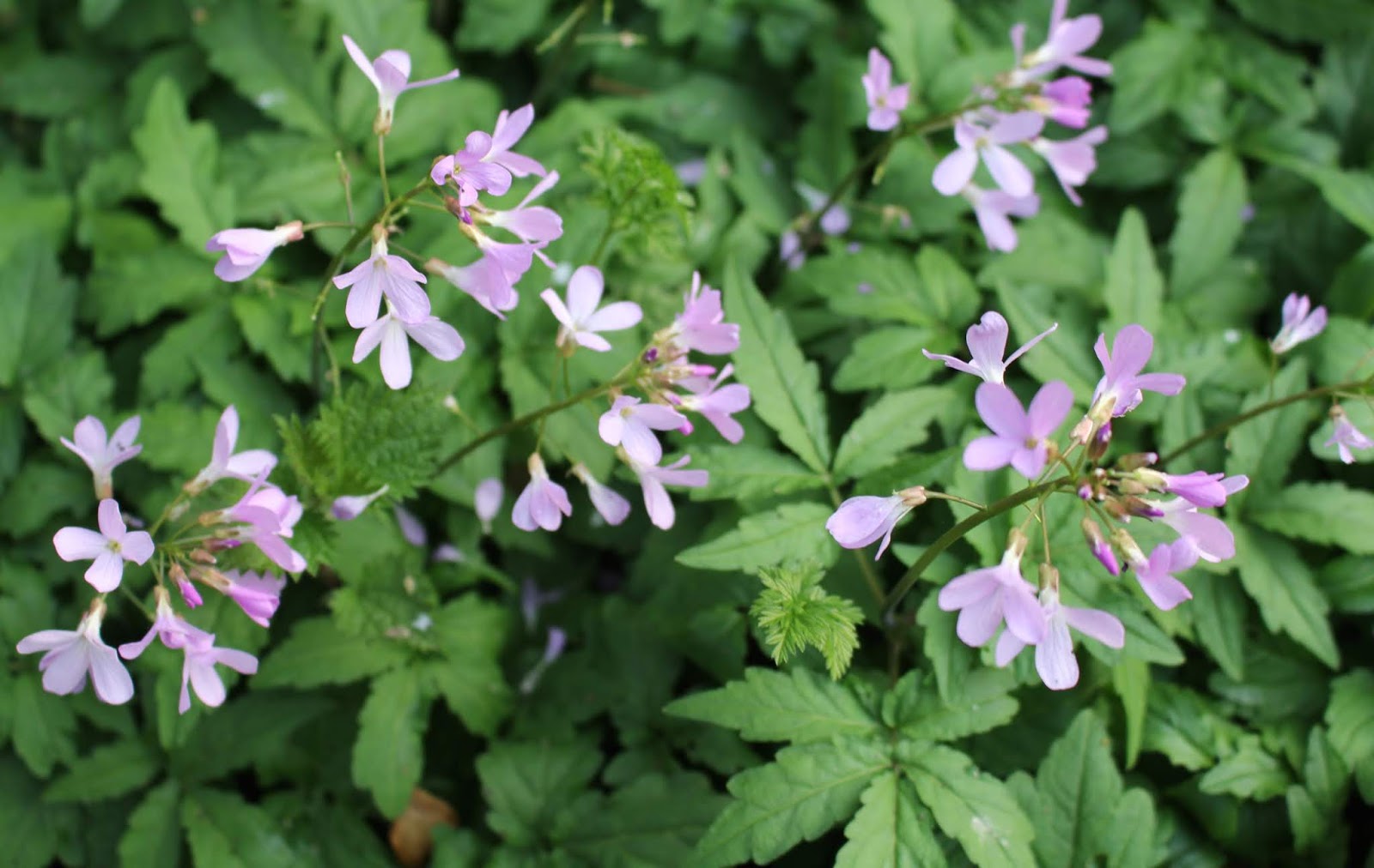 greentapestry : Wordless Wednesday ~ Cardamine Quinquefolia