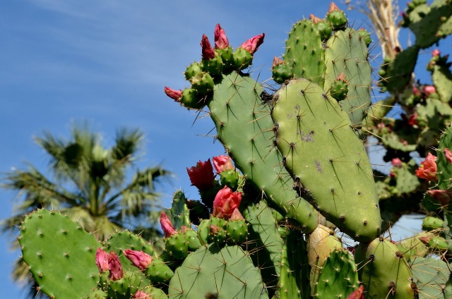 ECOHERBS .....: Chappathi Kalli[Opuntia elatior]
