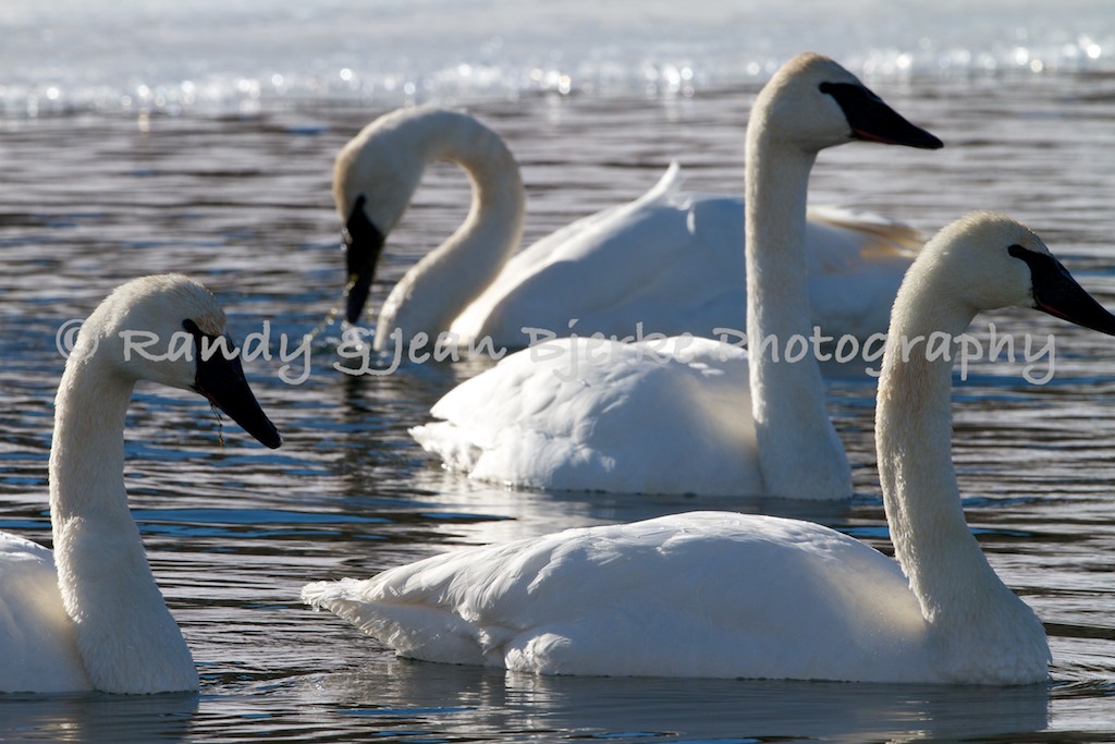 Jean Bjerke's Photo Blog: Wintering Trumpeter Swans in Greater ...