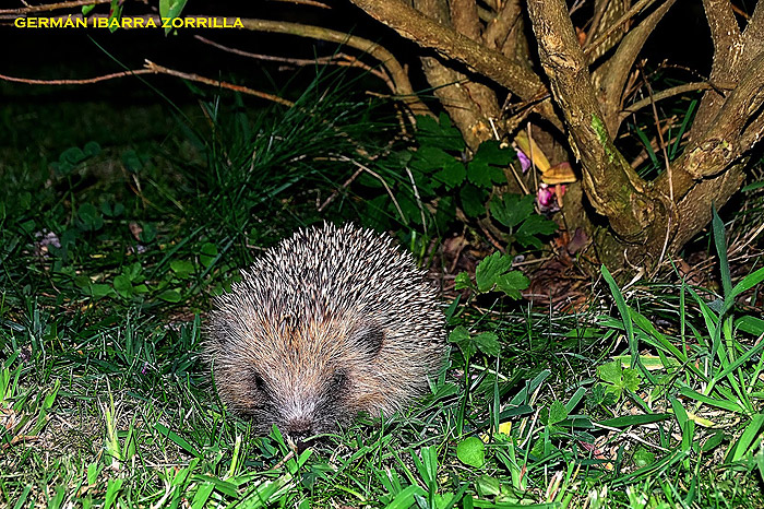 El Herrerillo: Erizo común (Erinaceus europaeus)