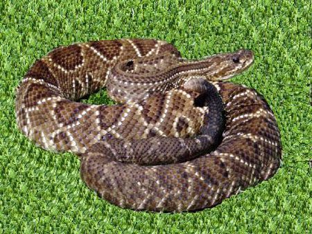 Reptossaurus: SERPENTES da CAATINGA