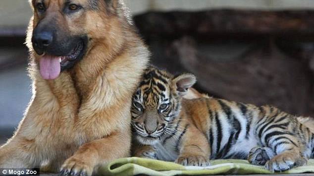 Photos Of Two Unlikely Friends A Dog And A Tiger Playing With One ...