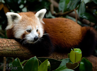 The Red Panda | All Photos in One Blog