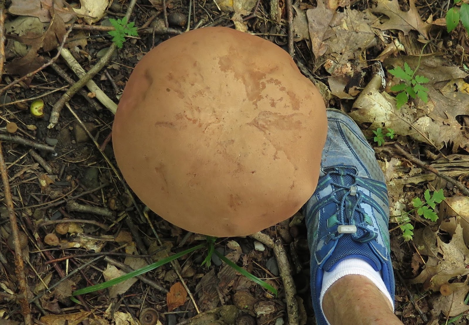 Saratoga woods and waterways: Fungi and Flora at Canal Park