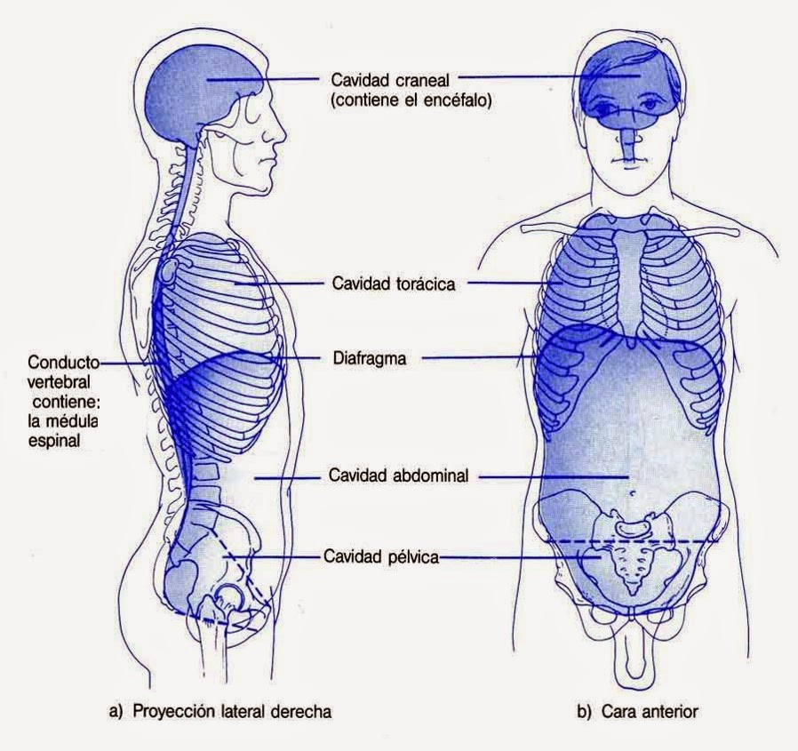 ANATOMIA: Posición Anatómica