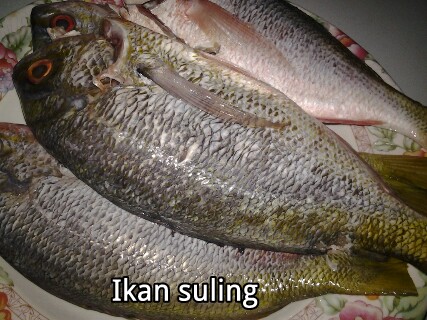 BloG SuriRuMaH: Ikan suling? sedaaaaap!!