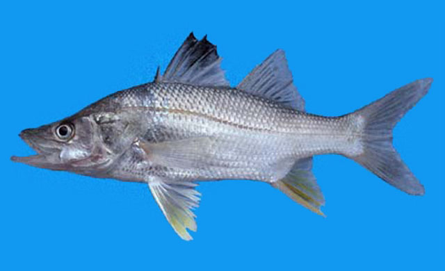 Artes de Pesca: VAMOS A PESCAR RÓBALO