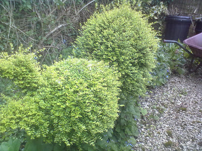 Rachel the Gardener: Topiary snail time again.