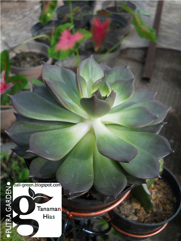 Inspirasi 35+ Tanaman Bunga Hias Mini Outdoor