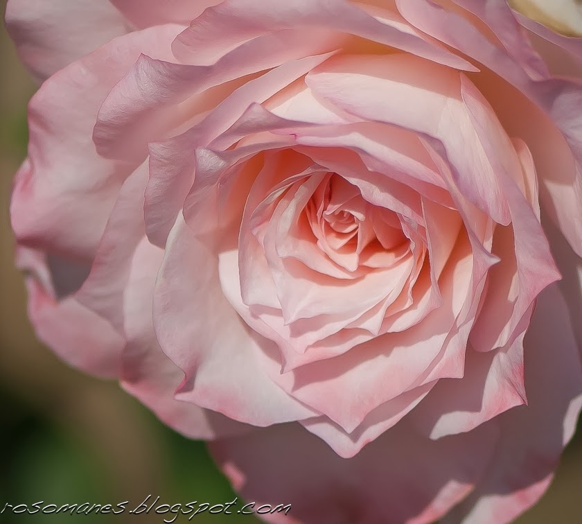 A Rose is a Rose...: 2013