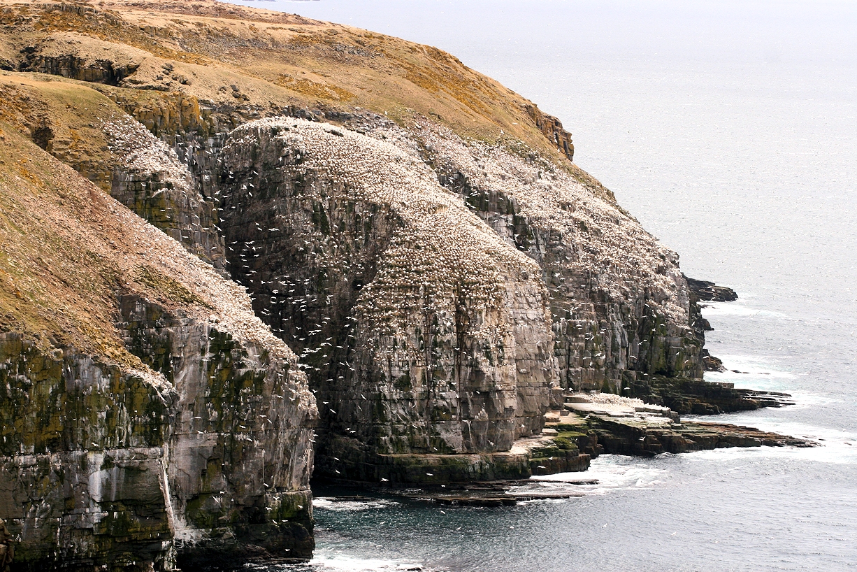 Birding Newfoundland with Dave Brown: Newfoundland: The Avalon ...