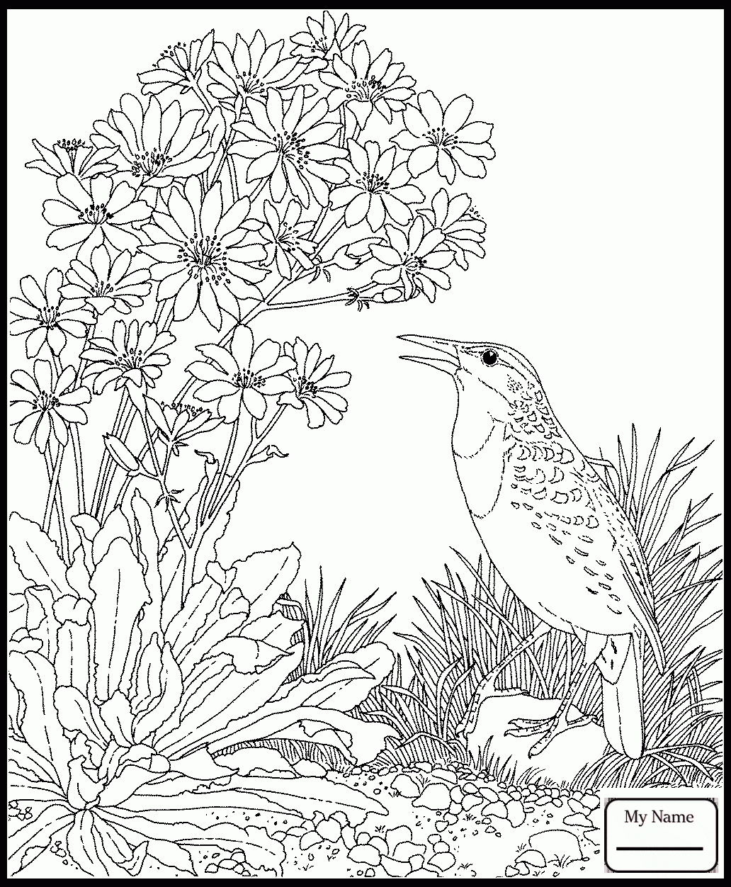state birds coloring pages - jiahajava