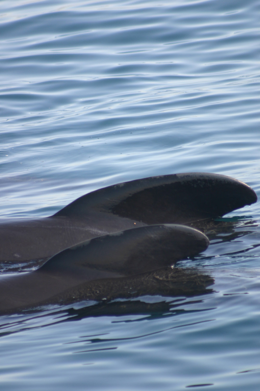 Delfines, ballenas y orcas en Tarifa: Ballena Piloto (Calderón) en el ...