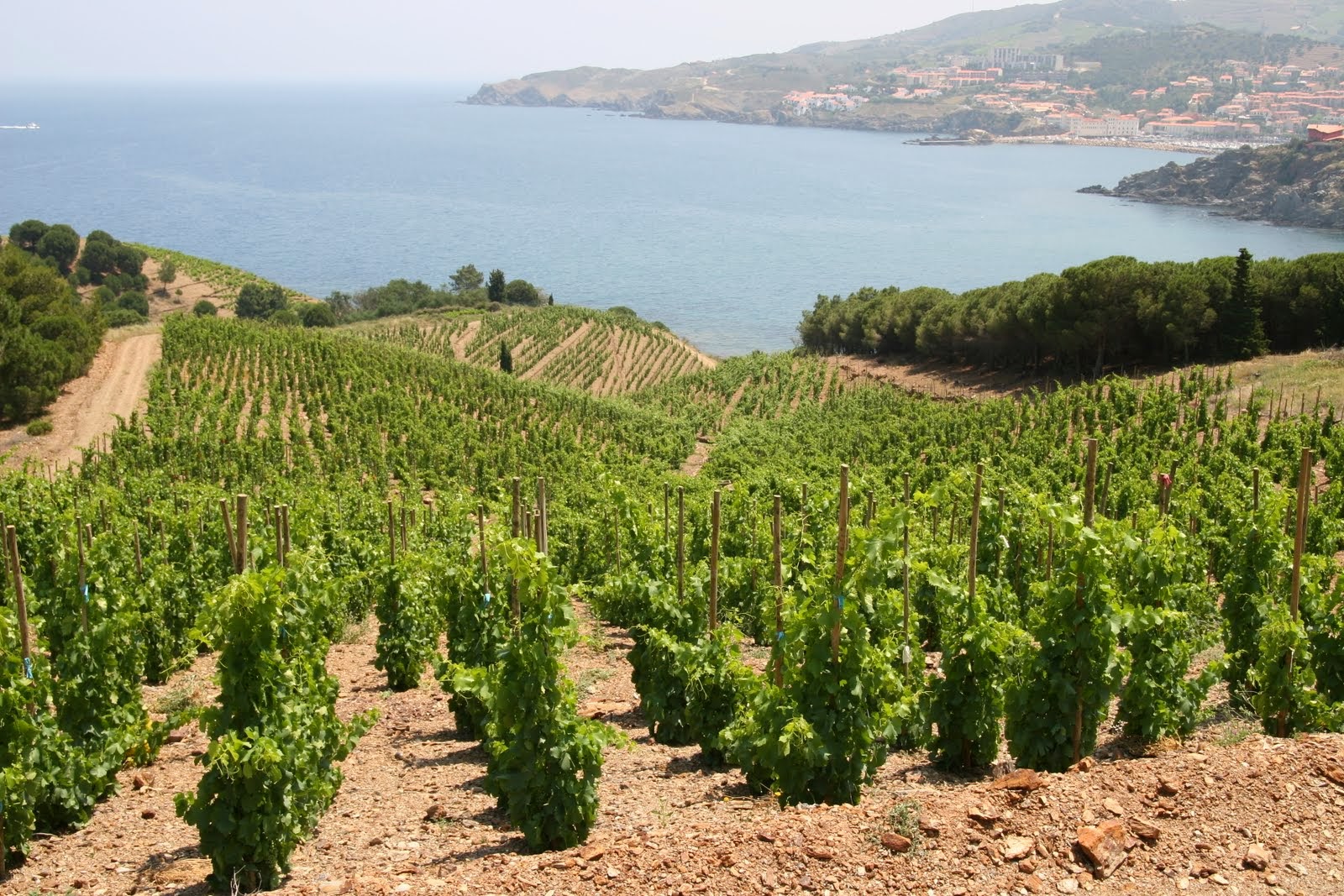 Cent vins divins : Collioure-Banyuls et... vin "maison"