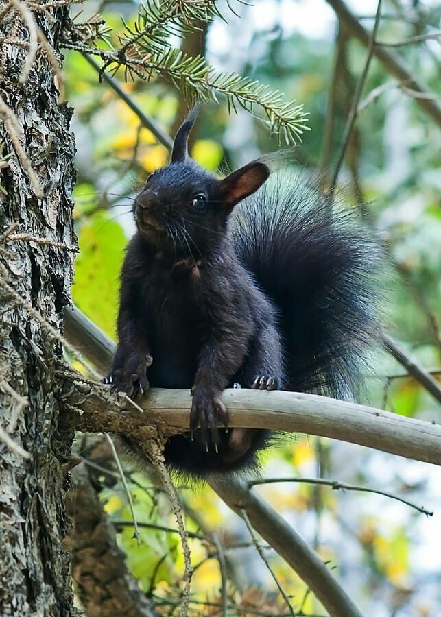 Beautiful Squirrel