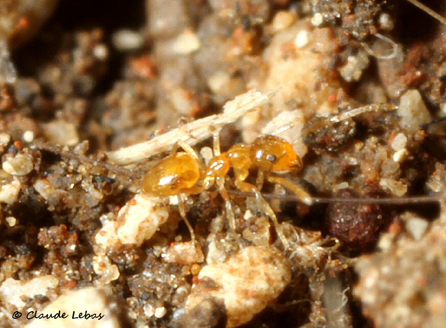 fourmis de Cuba- Hormigas de Cuba- Ants of Cuba: Tapinoma litorale cubaense