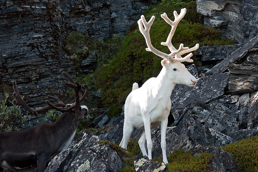 Spiritual Vigor: 22 Albino Animals Are The Most Incredible Animals On ...