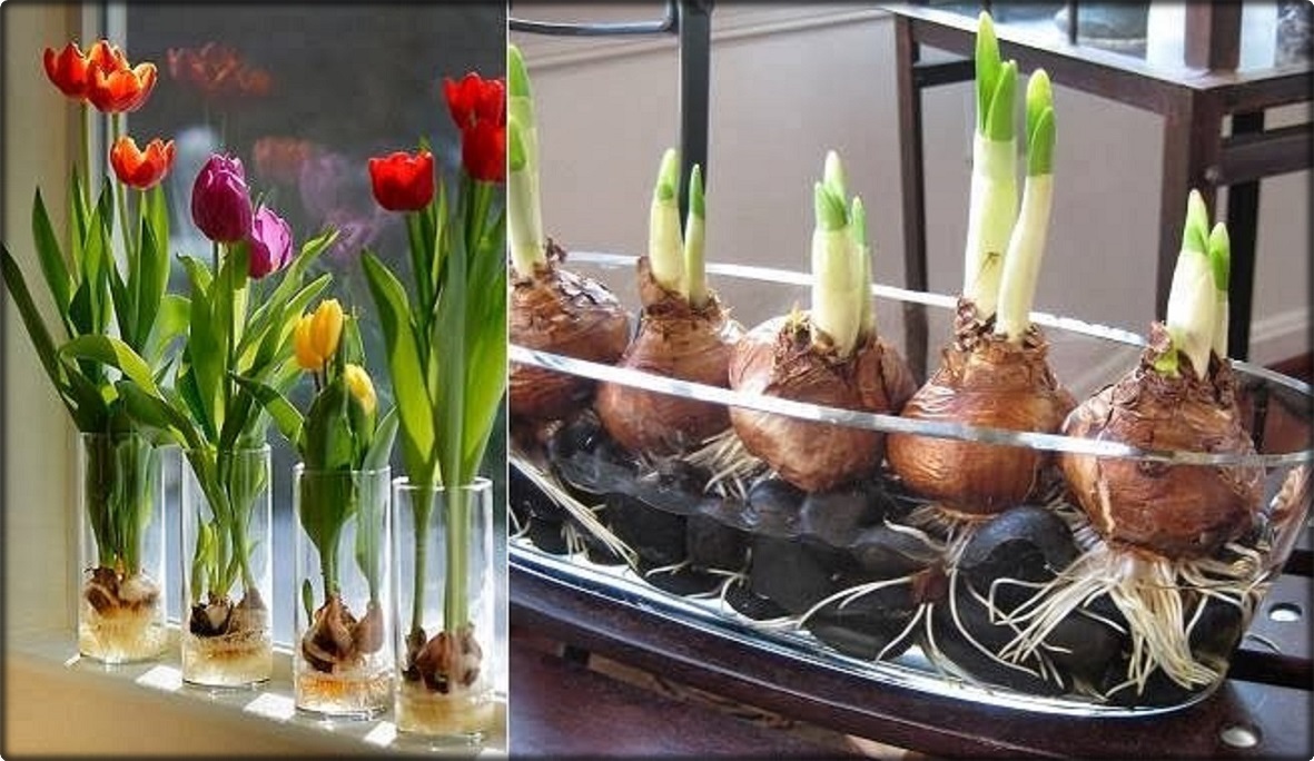 🌷 How to Grow bulbs Tulips at Home 🌷 ~ Interesting Facts