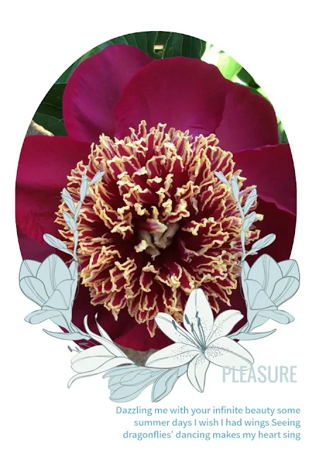 Bodacious Blooms Flower Farm | Life and Linda