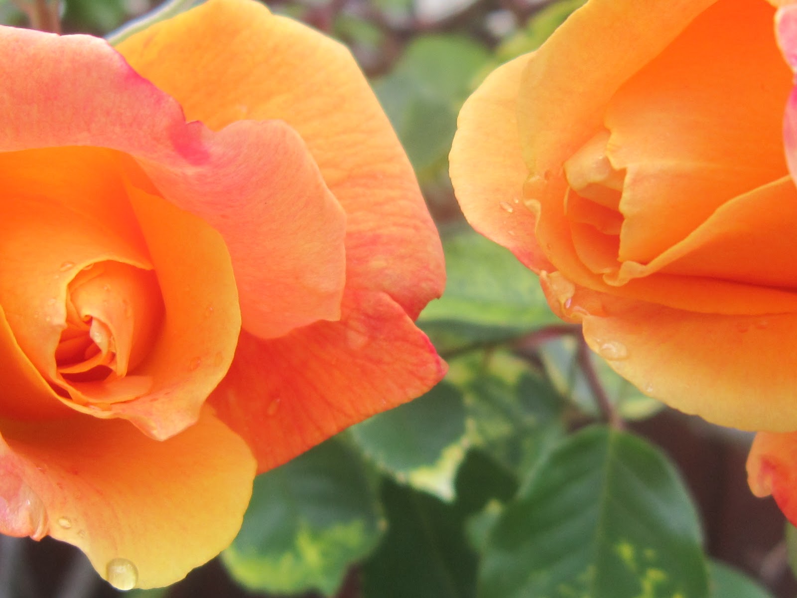 Medusa's Kitchen: A Few Friends at Midnight