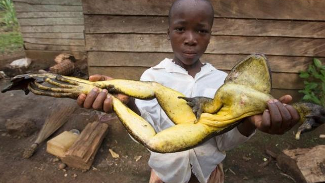 Masya'allah.. Berhasil Ditemukan Katak Terbesar Didunia Dengan Panjang ...