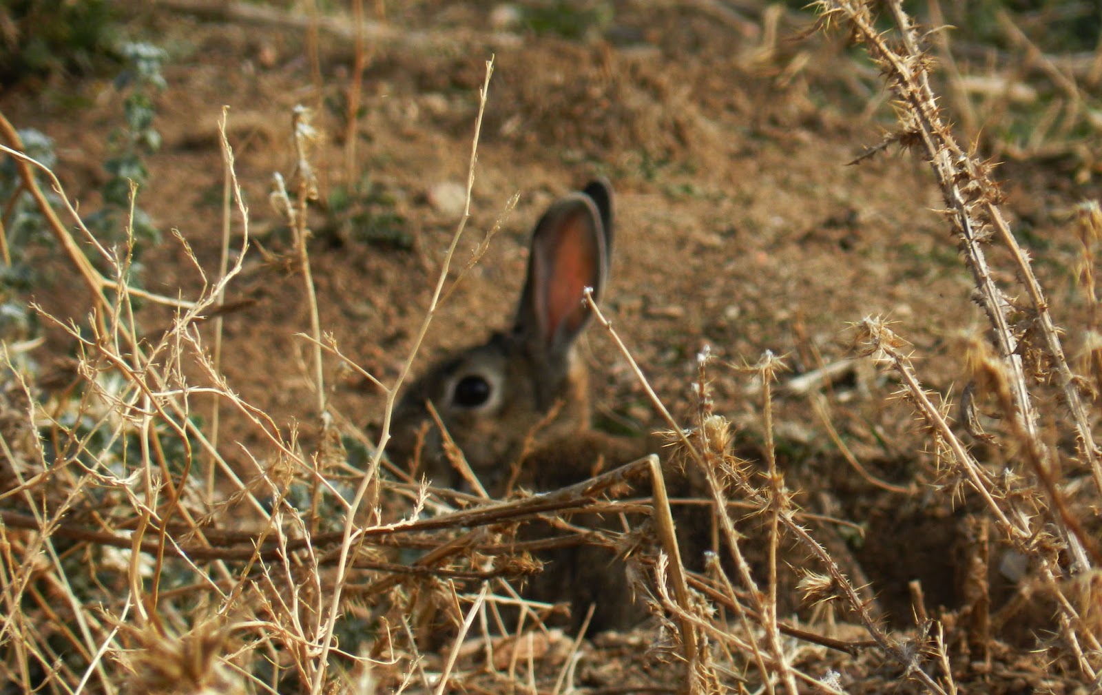 Recursos medioambientales: Tierra de conejos (Oryctolagus cuniculus ...