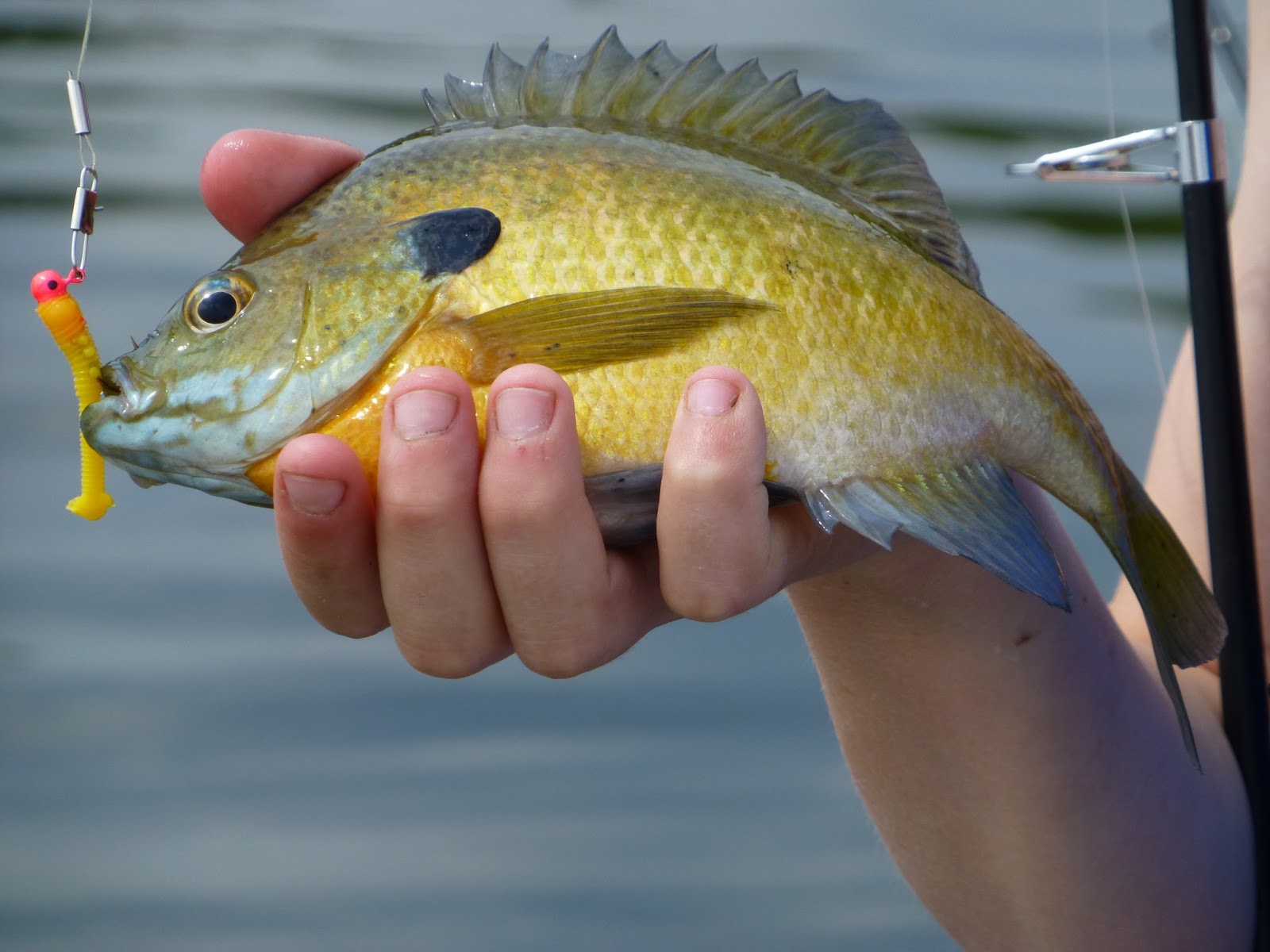 Fair Isle: Gone Fishing! Minnesota Summer Vacation - Henry's Bass ...