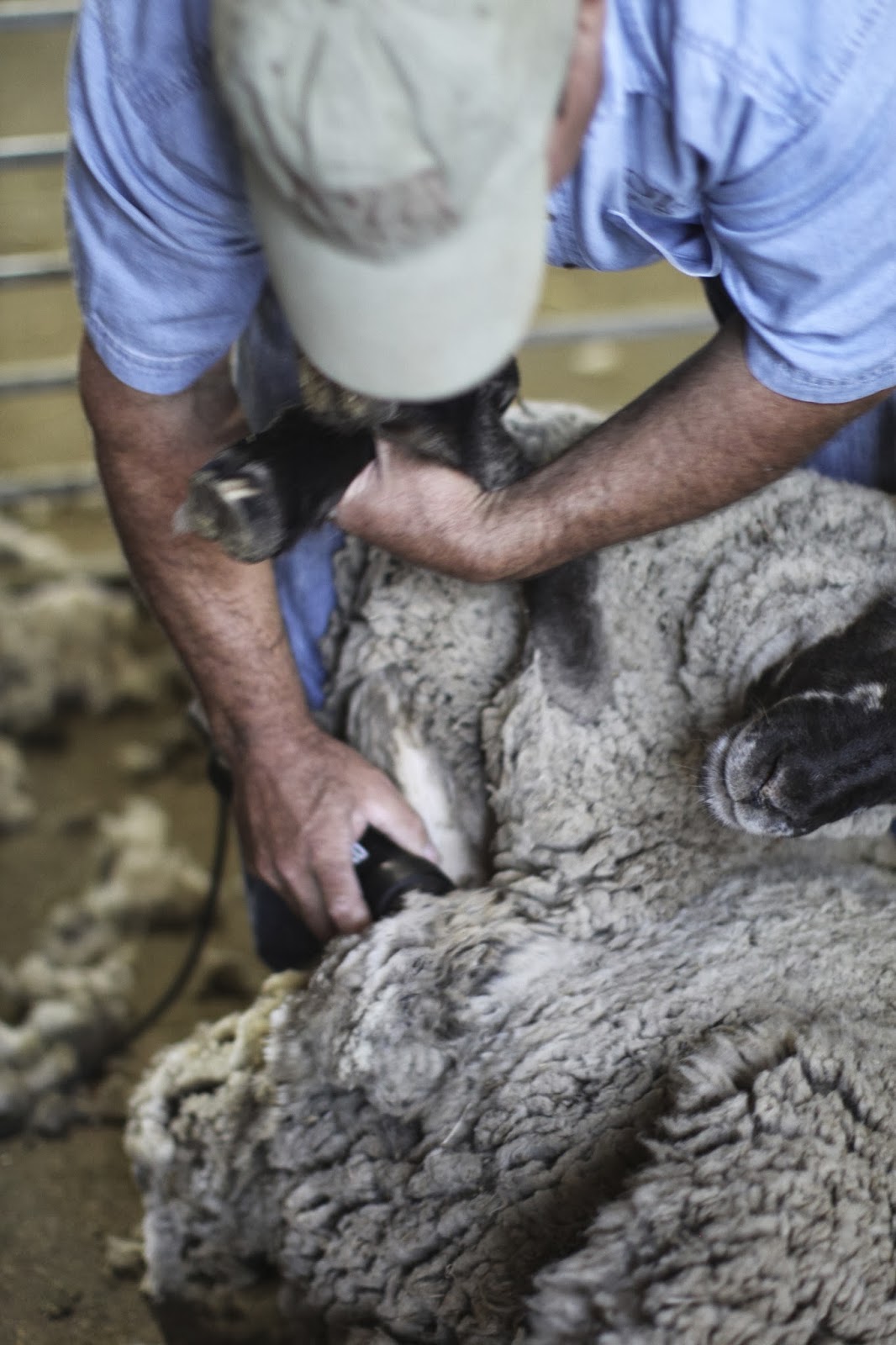 Salvation Sisters: A Visit to Pozzi Ranch and Grilled Pozzi Lamb Steaks