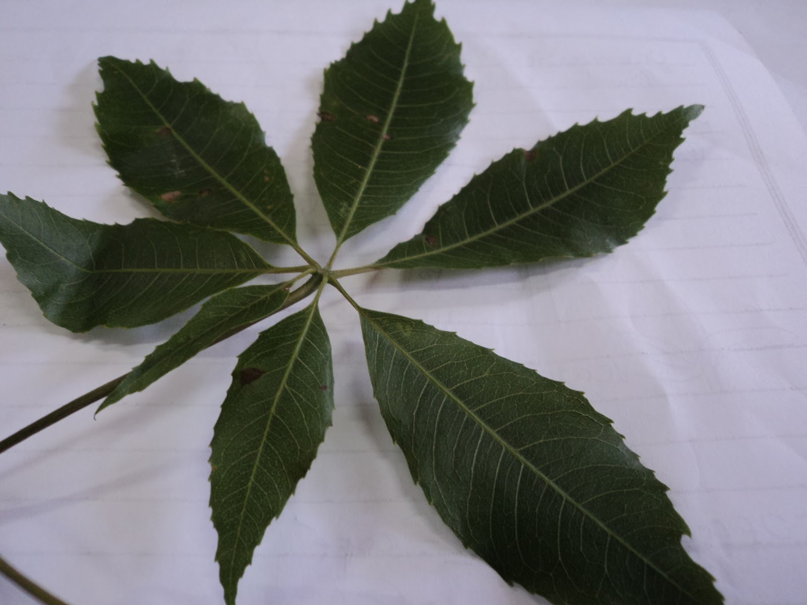 Mato & Cia: Morfologia externa de Folhas