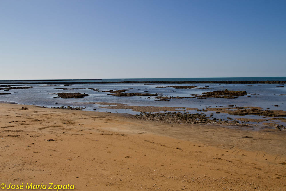 CUADERNO DE UN NATURALISTA: 29 de enero. Corrales de Chipiona