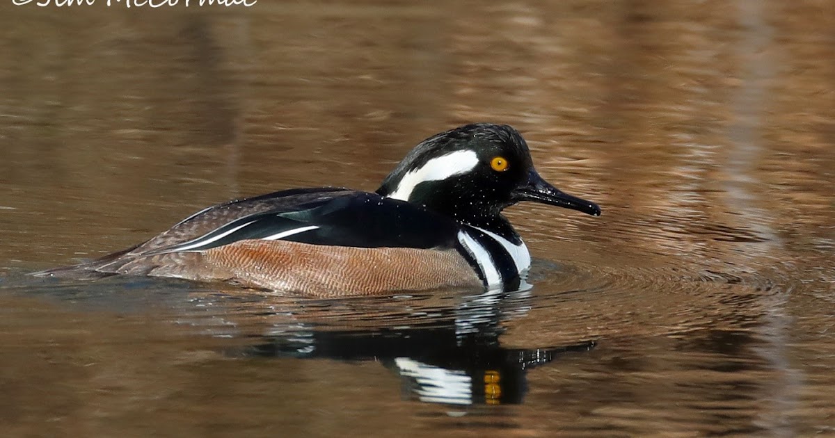 Ohio Birds and Biodiversity: Male hooded merganser puts on show when ...