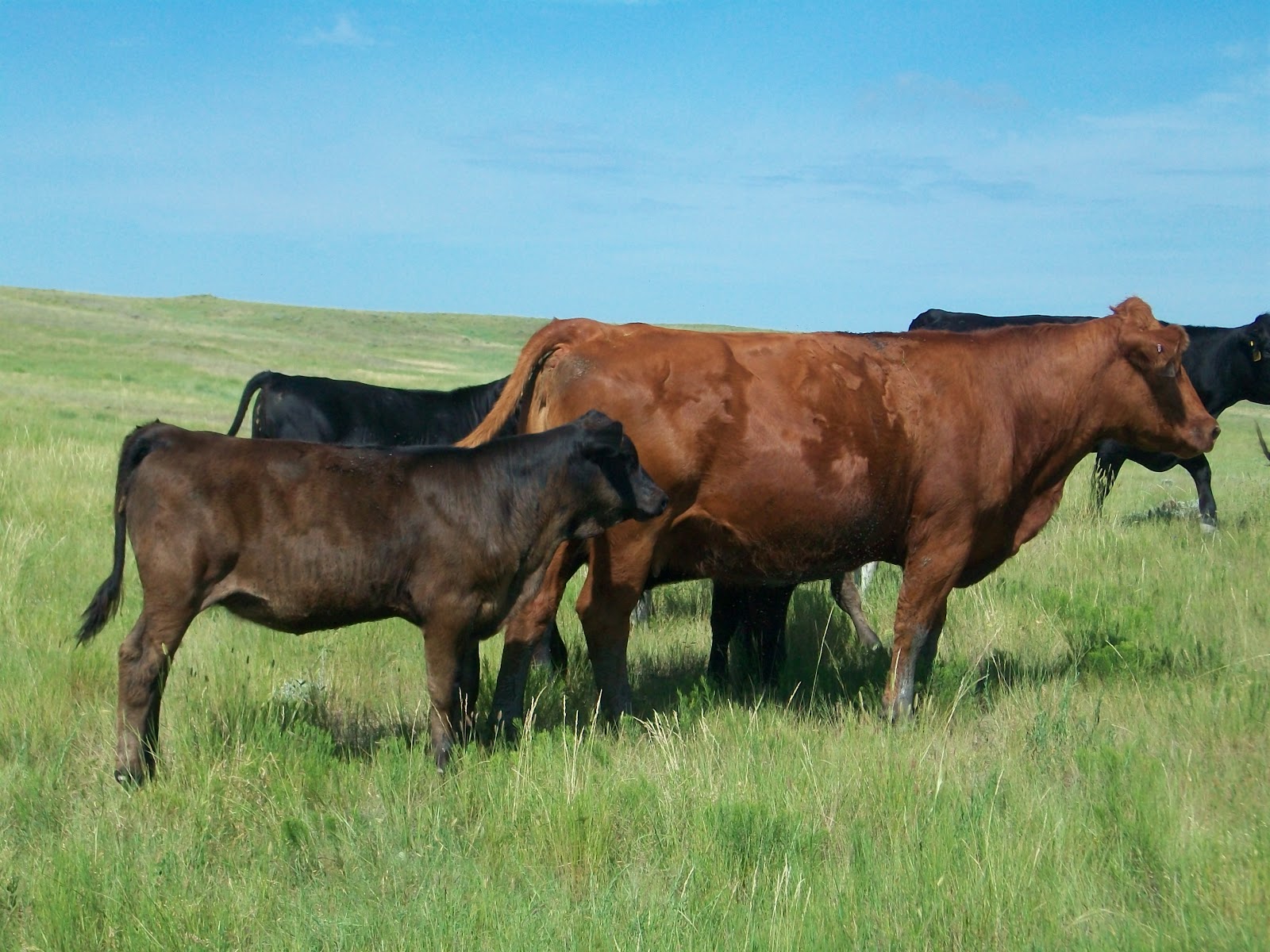 BCV Gelbvieh: Gelbvieh