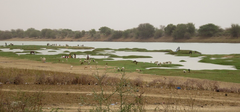 In Search of 'Mamiwata': Following the Manatee Trail