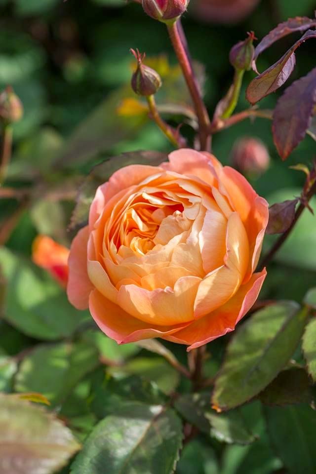 ~Lady Emma Hamilton Rose - Flowers Gardens