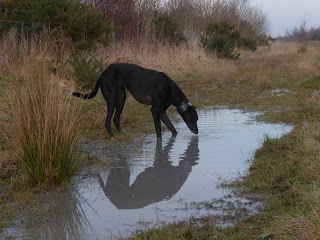 Dog Blog: Ozzy and all the black dogs, chasing crows and splashing about