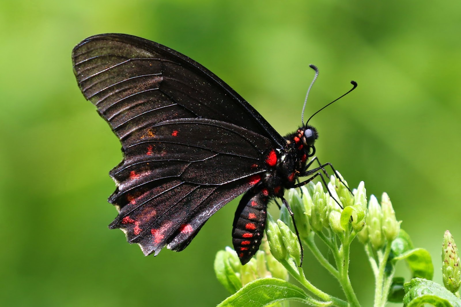 Rio Grande Valley Butterflies: Red-sided Swallowtail at National ...