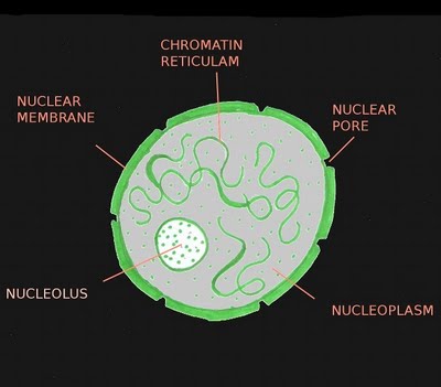 Biology: Plant Cell Structure