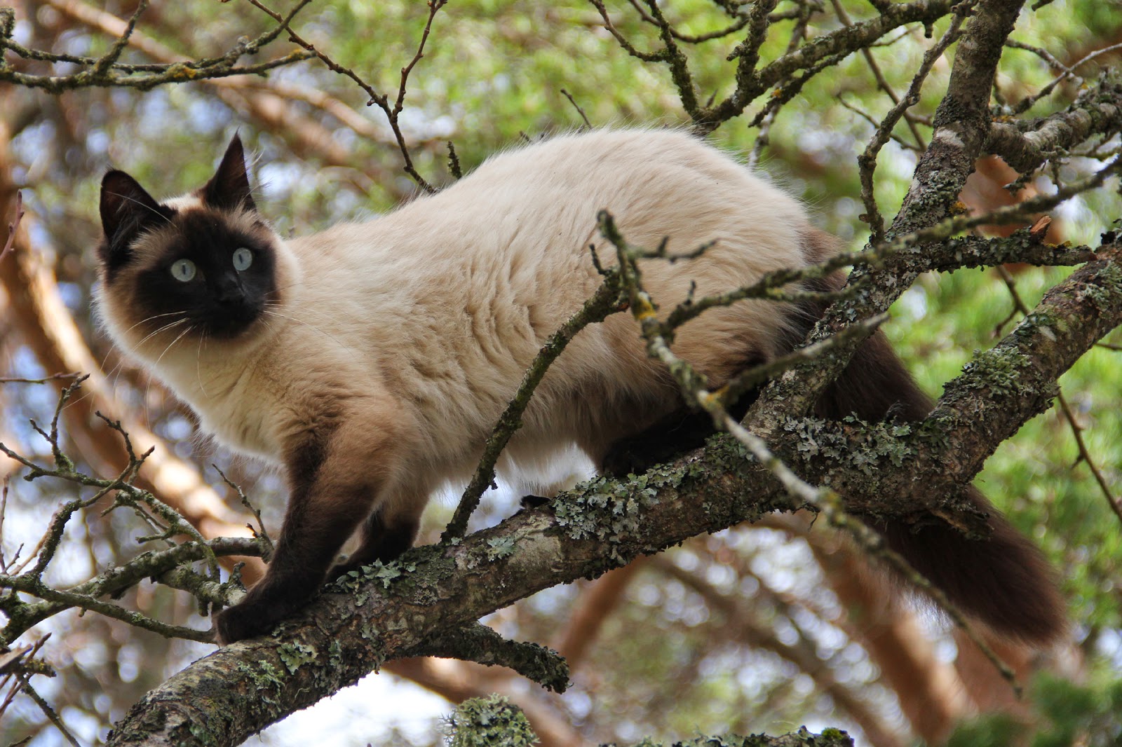 Le Balinais Traditionnel
