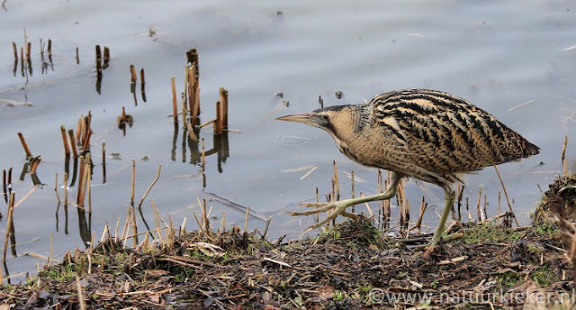 De Roerdomp van de Oelemars in Losser