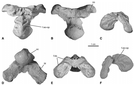 Nuevas pistas sobre el "Taxón B" malgache: la descripción de Vahiny ...