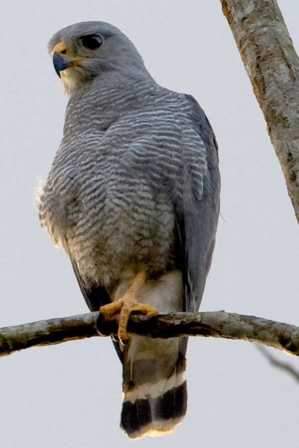 Bird Guide: Costa Rica 2012 - Trip Report Part 3