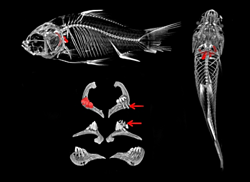 HIGH RANCHU: WHAT DOES YOUR GOLDFISH HAVE IN COMMON WITH THE ALIEN?