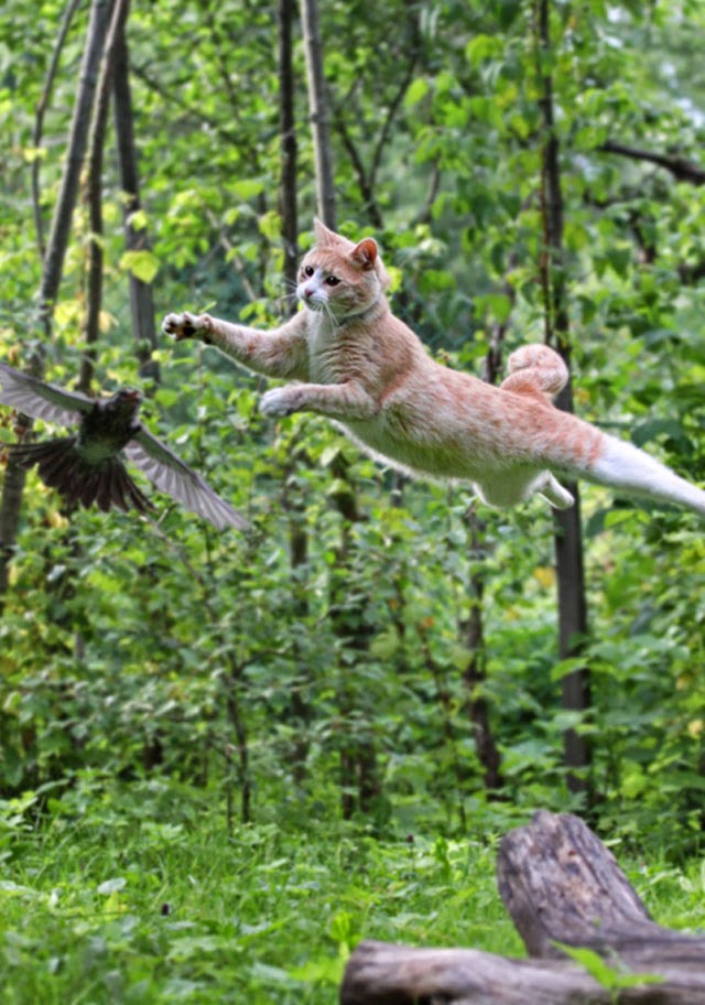 Belajar,Pengalaman dan Ilmu: 16 Perilaku Kucing yang Perlu Diketahui