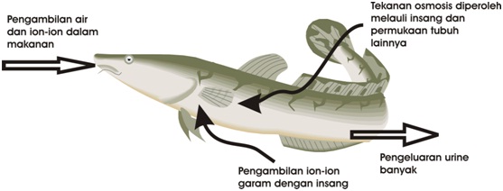 RastaVian: Alat Respirasi Hewan