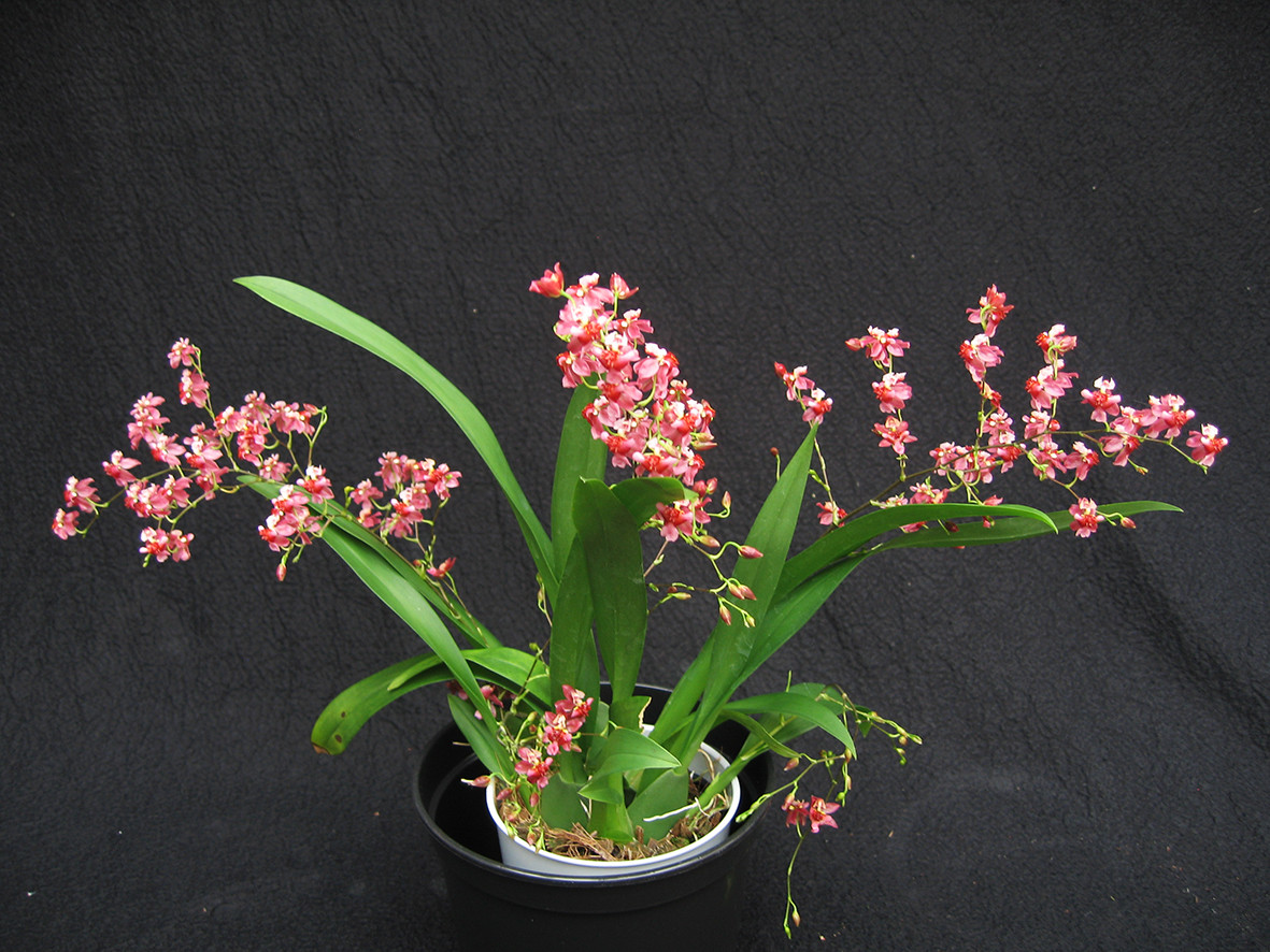 Oncidium Twinkle 'Red Fantasy'