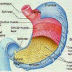 Struktur dan Fungsi Organ Lambung