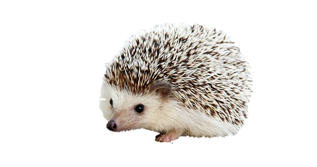 Cat&Perri: Ánimales exóticos