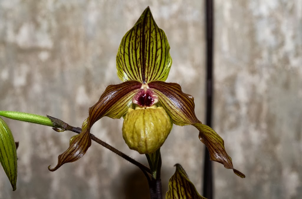 Pictures from Eastern Canada Orchid Show in Montreal | Slippertalk ...